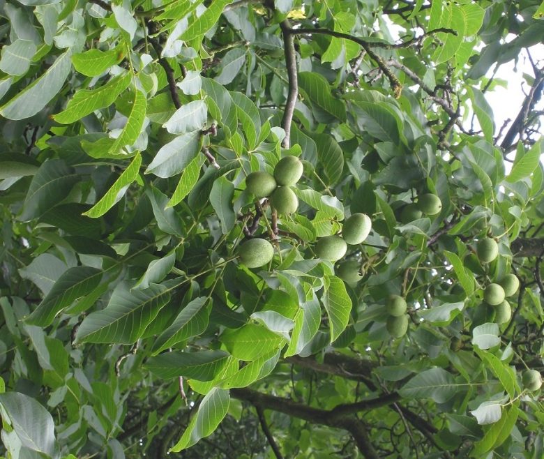 Magyar puhafa & keményfa fajták (képekkel + táblázattal)