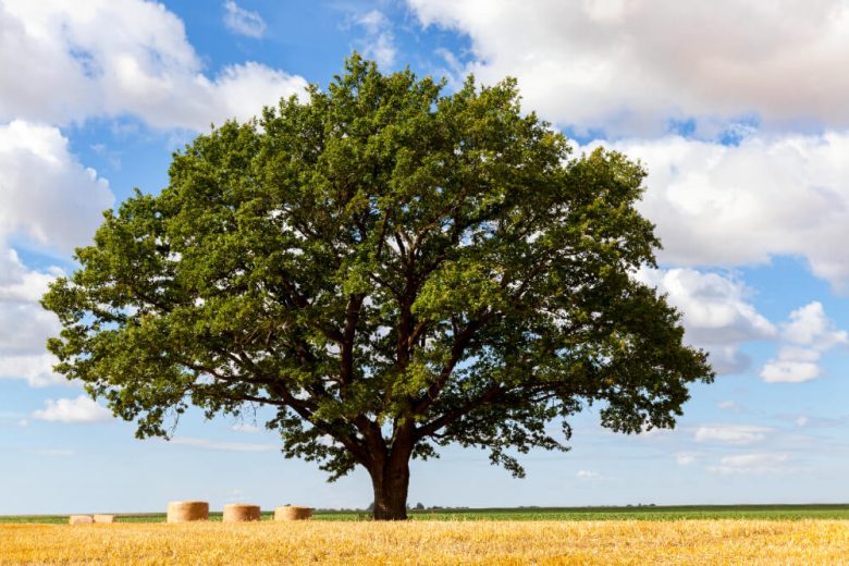 Magyar puhafa & keményfa fajták (képekkel + táblázattal)