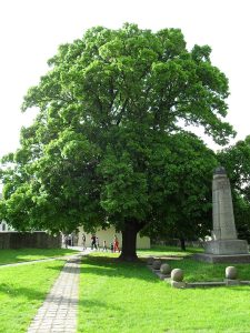 Magyar puhafa & keményfa fajták (képekkel + táblázattal)