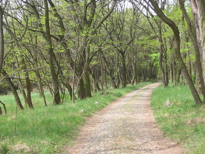 Magyar puhafa & keményfa fajták (képekkel + táblázattal)