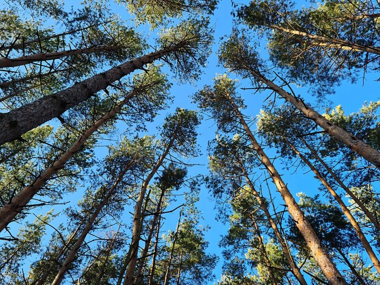 Magyar puhafa & keményfa fajták (képekkel + táblázattal)