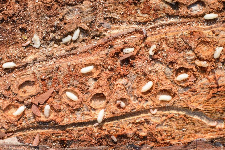 Szú-útmutató: kinézete, ellenszere, fa védelme házilag